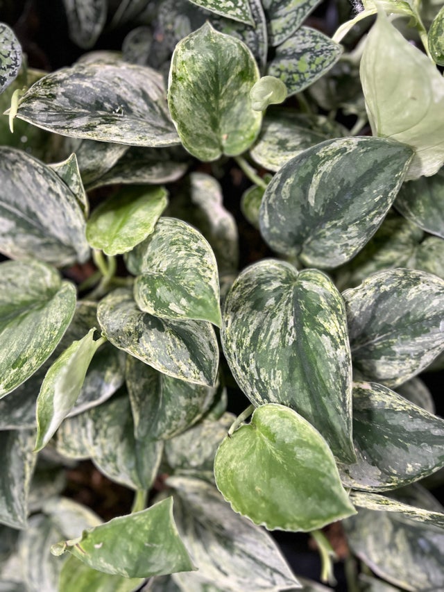Tropical Plant Store in Bryan | Nursery Near Me | Houseplants on Sale ...