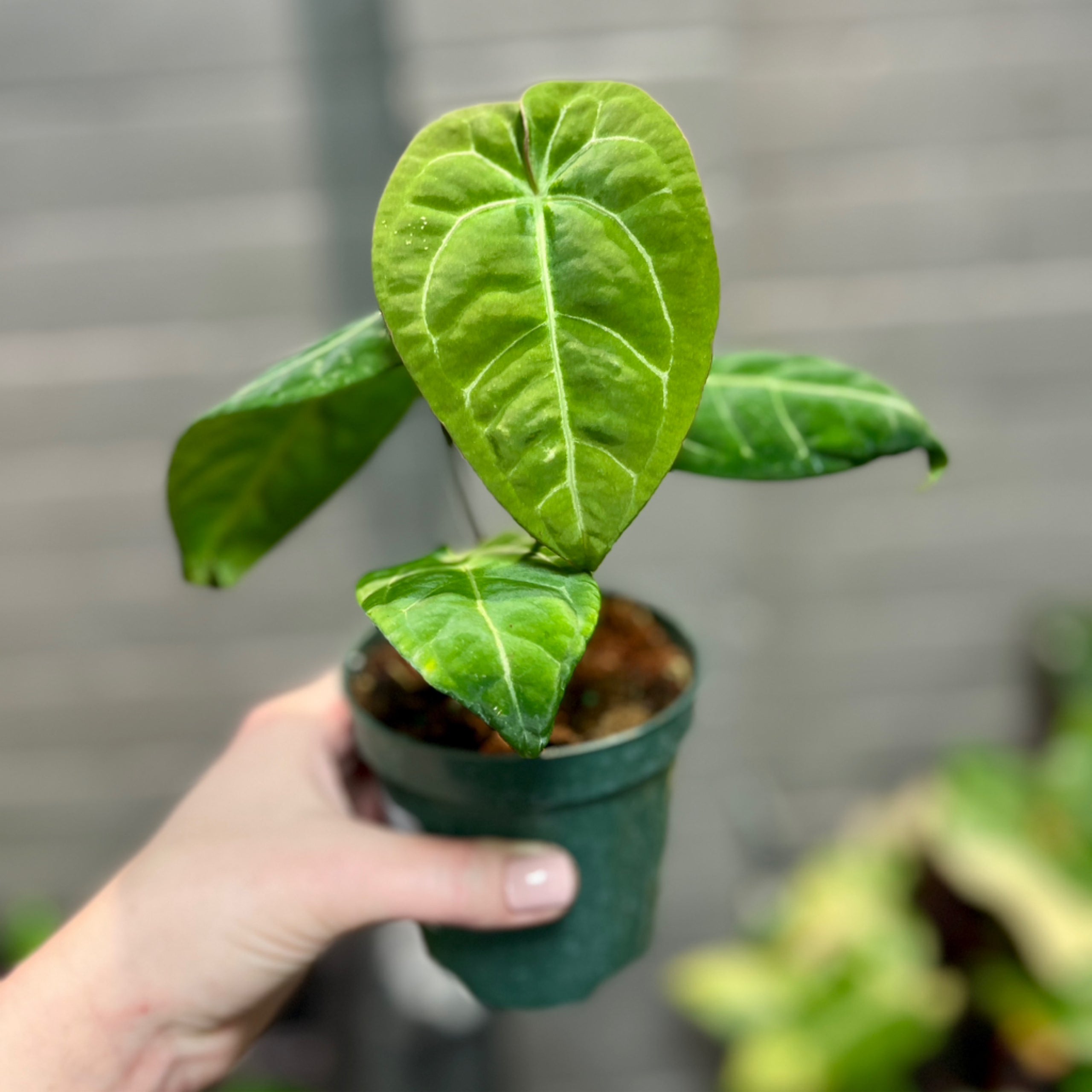 Tropical Plant Store in Bryan | Nursery Near Me | Houseplants on Sale ...