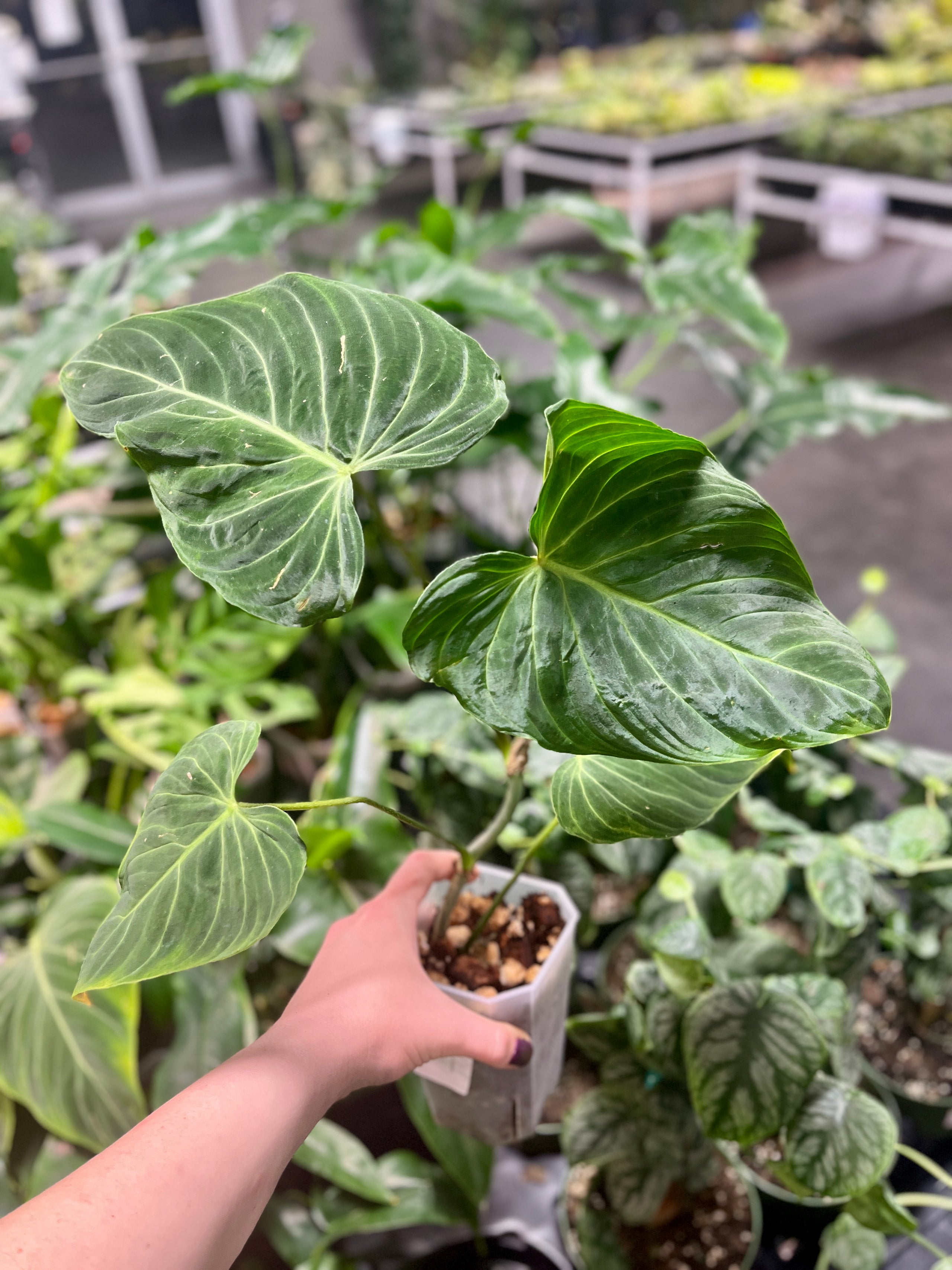 Tropical Plant Store in Bryan | Nursery Near Me | Houseplants on Sale ...