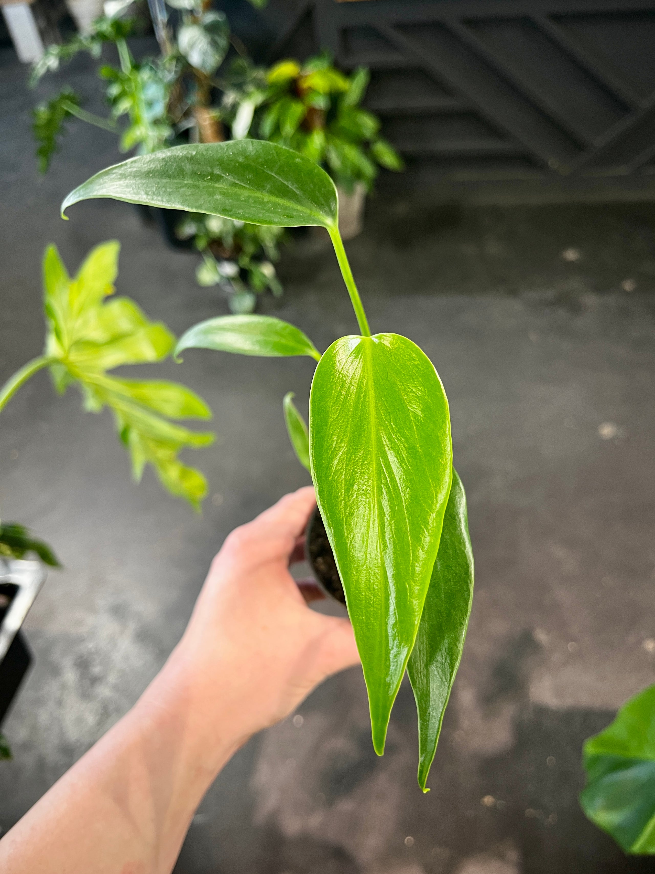 Tropical Plant Store in Bryan | Nursery Near Me | Houseplants on Sale ...
