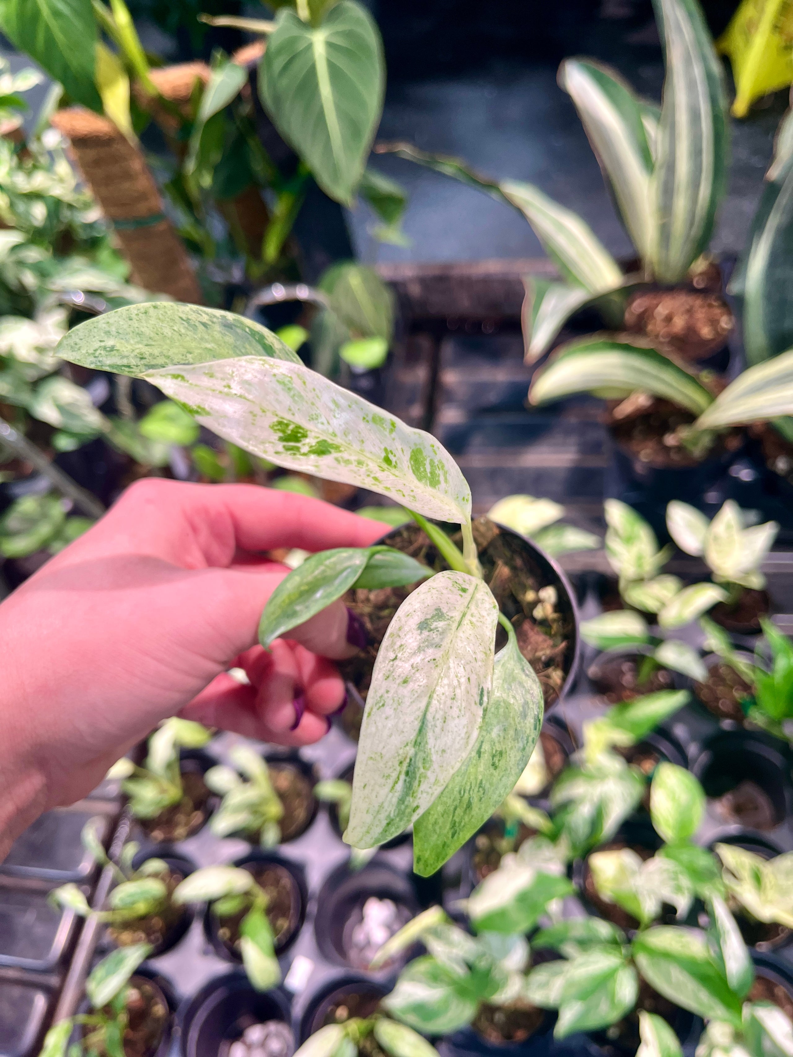 Tropical Plant Store in Bryan | Nursery Near Me | Houseplants on Sale ...